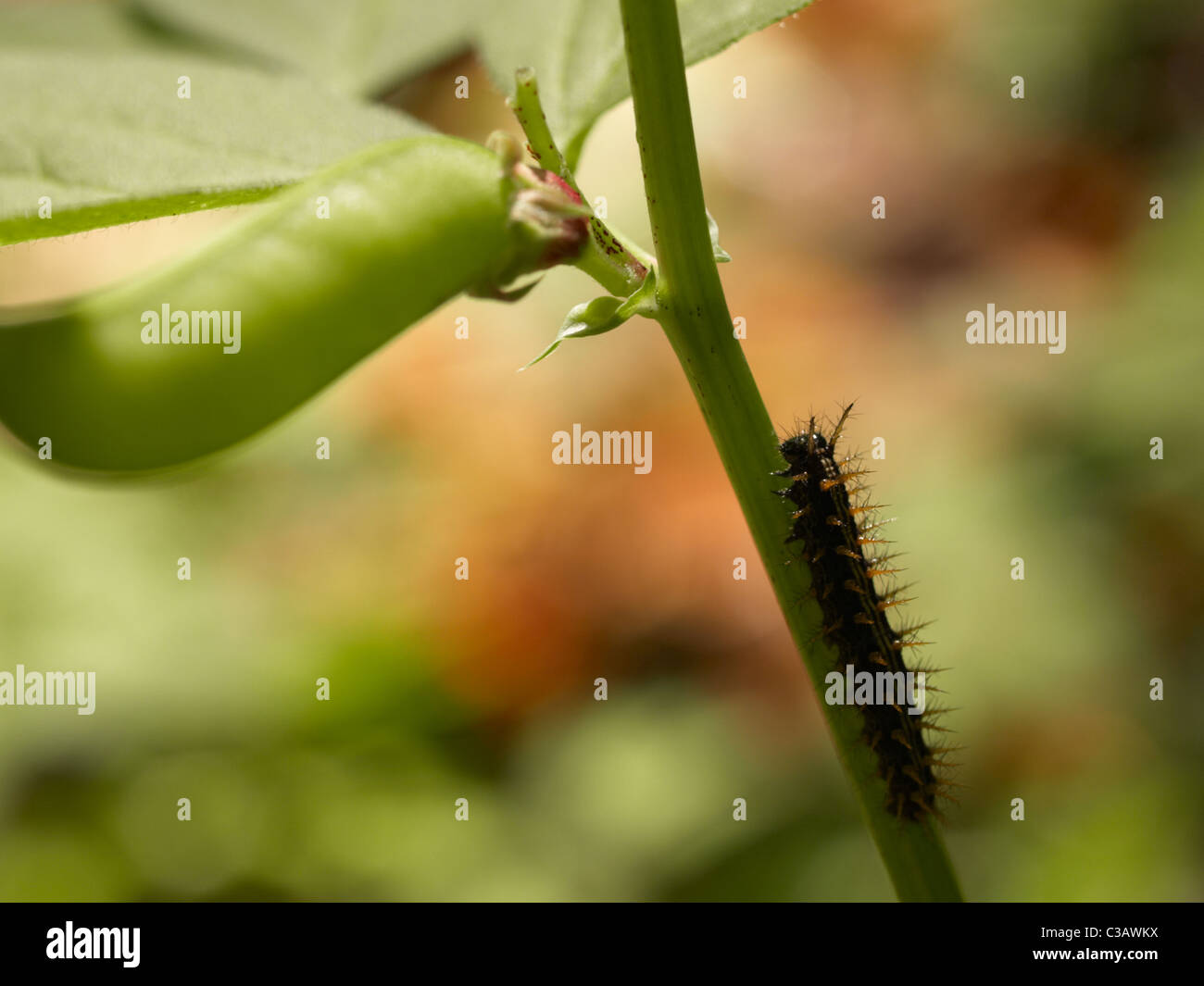 Caterpillar climbing a plant Stock Photo - Alamy
