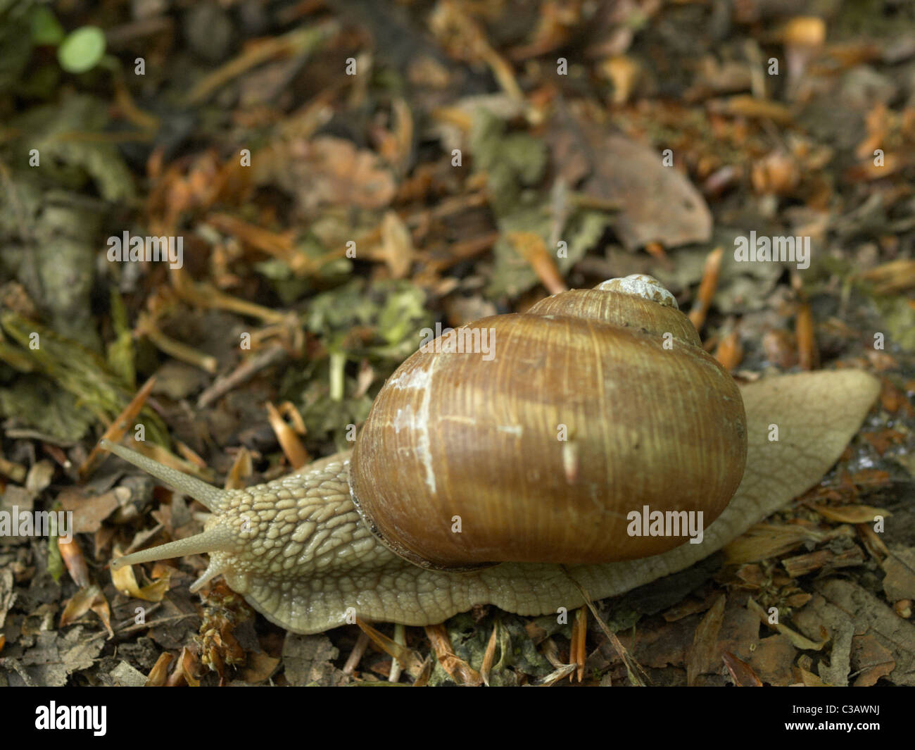 Slug and snail hi-res stock photography and images - Alamy