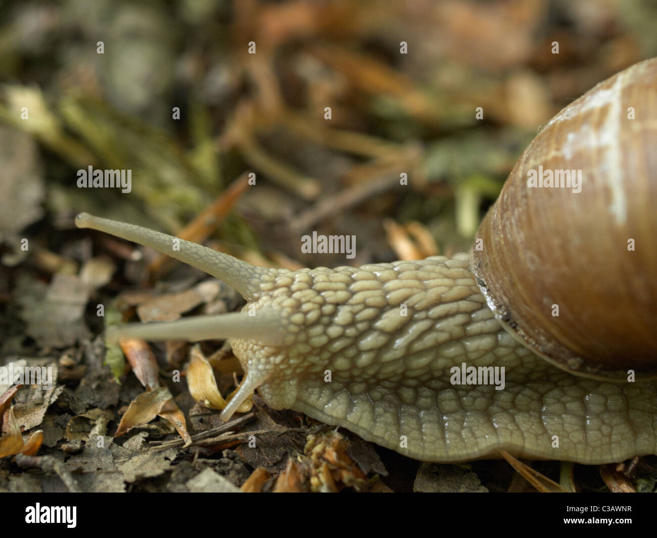 Slug and snail hi-res stock photography and images - Alamy