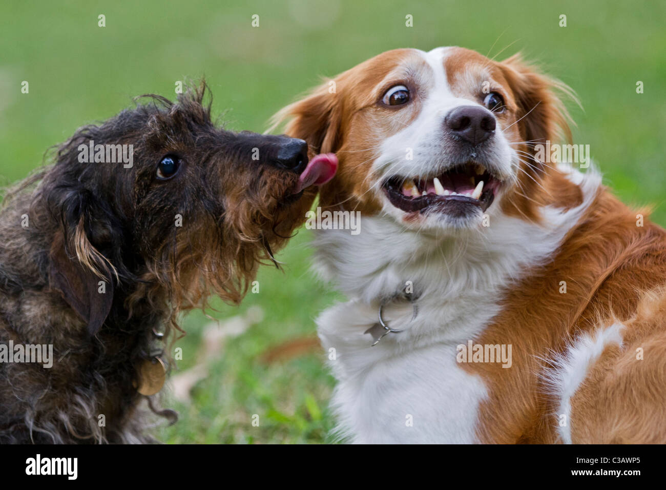 Annoyed dog hi-res stock photography and images - Alamy