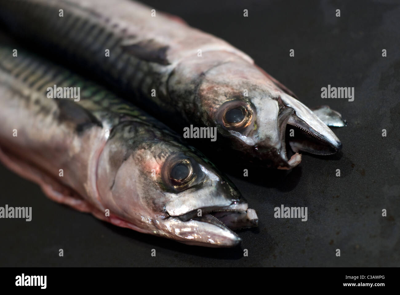 Atlantic mackerel common mackerel scomber hi-res stock photography and ...