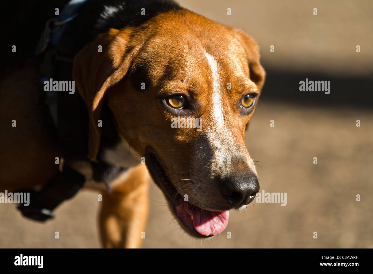 Beagle hound dog headshot hi-res stock photography and images - Alamy