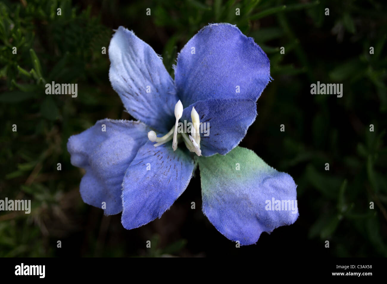 Powder blue flower hi-res stock photography and images - Alamy