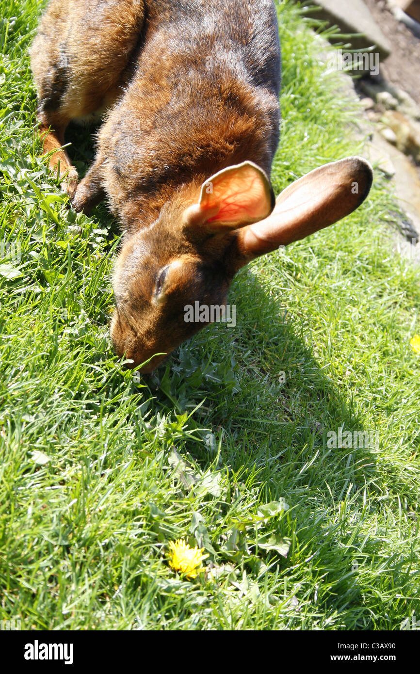 female belgian hare eating grass in garden. Worksop, Notts, England ...