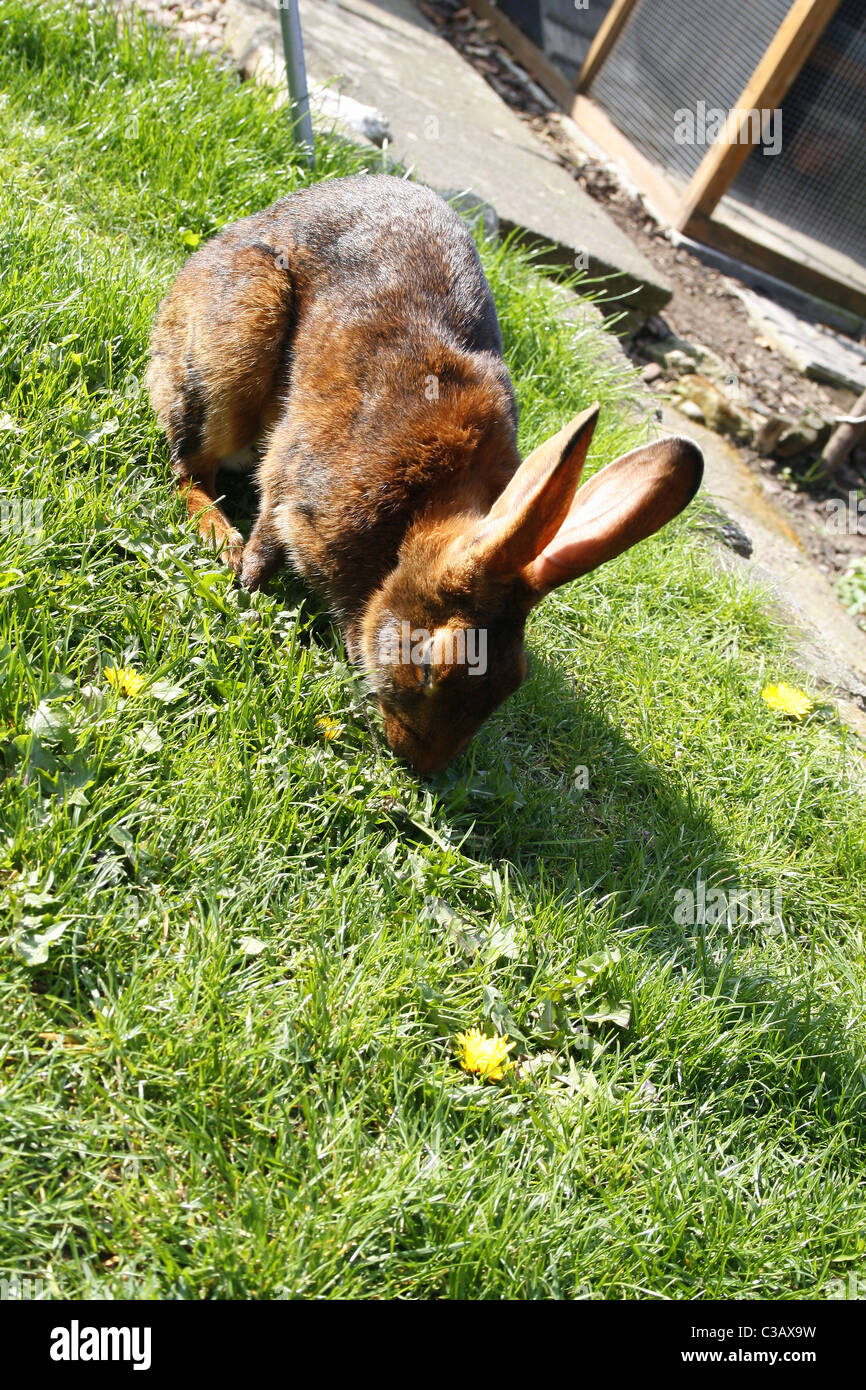 female belgian hare eating grass in garden. Worksop, Notts, England ...