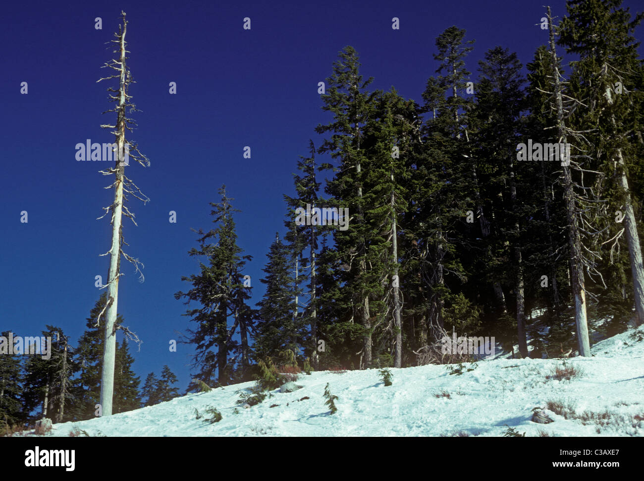 Landscape trees, Cypress Provincial Park, District of West Vancouver ...