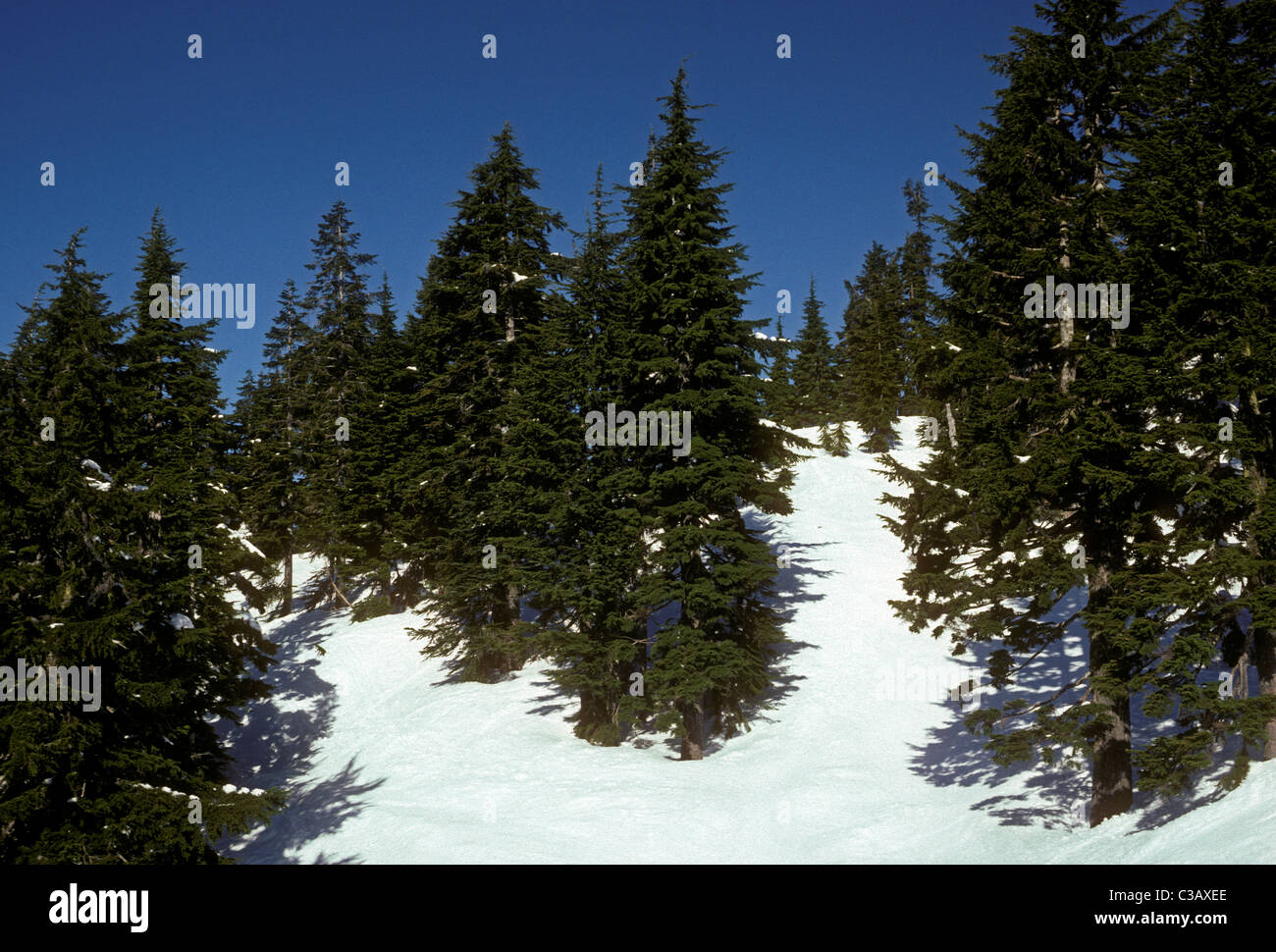 Landscape trees, Cypress Provincial Park, District of West Vancouver ...