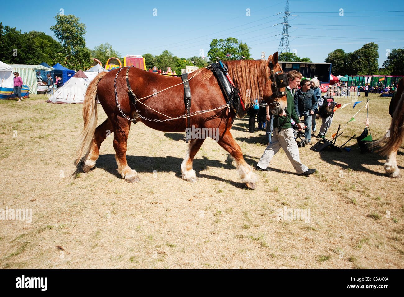 Suffolk punch shire horse hi-res stock photography and images - Alamy