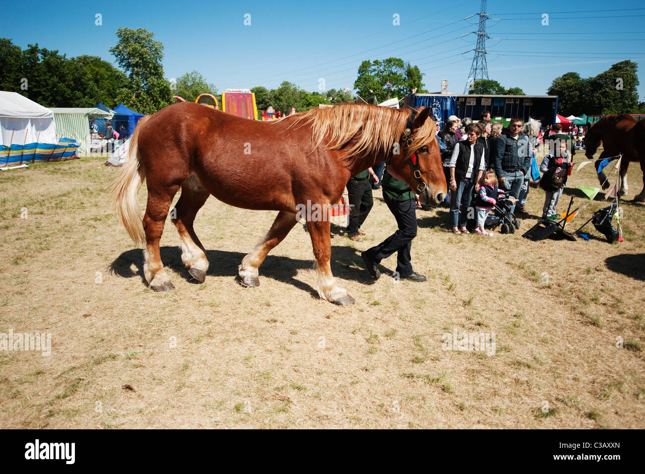 Suffolk Punch Shire Horse High Resolution Stock Photography and Images ...