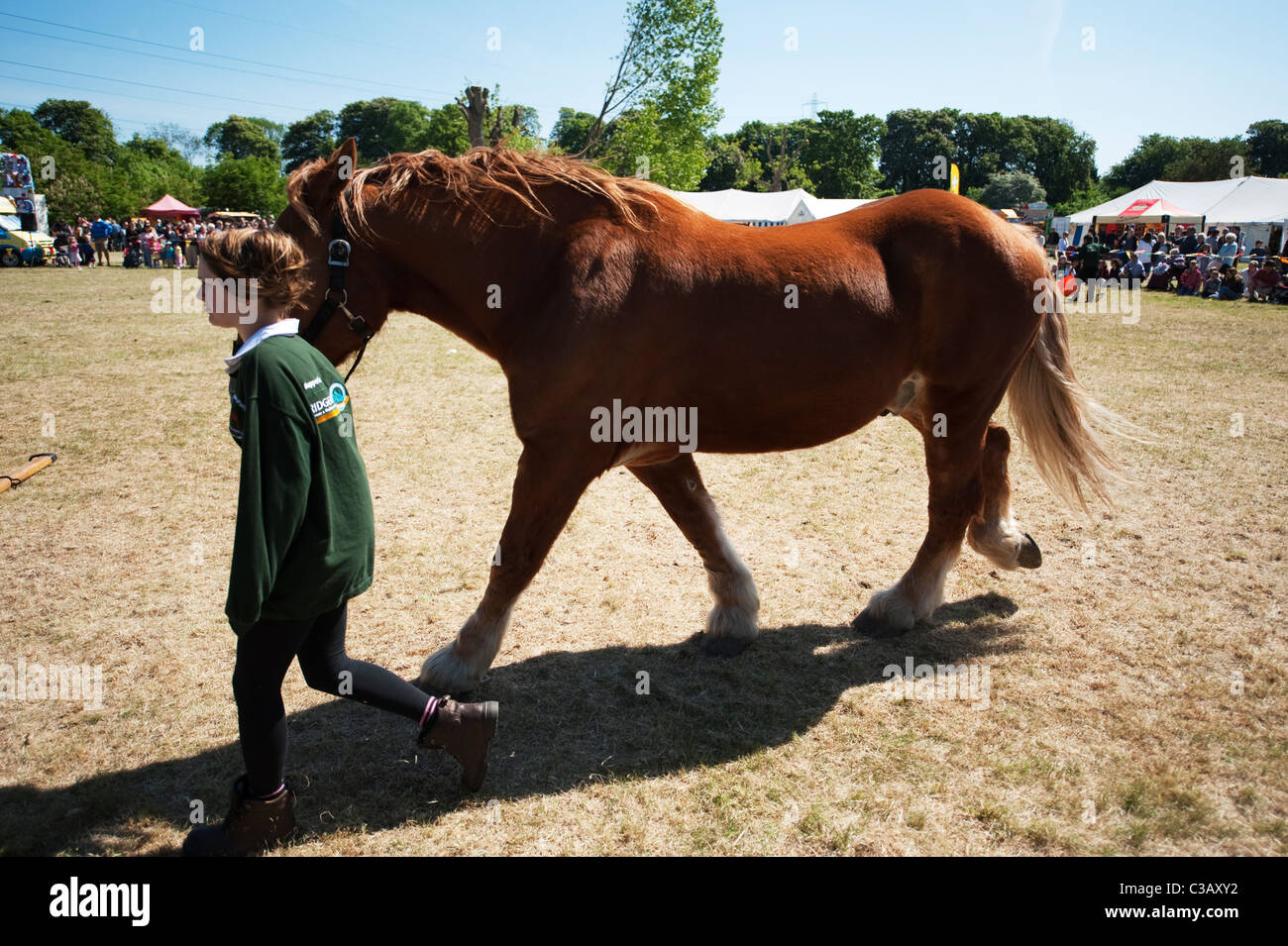 Suffolk Punch shire horse at the Morden Hall Craft and Country Show in ...
