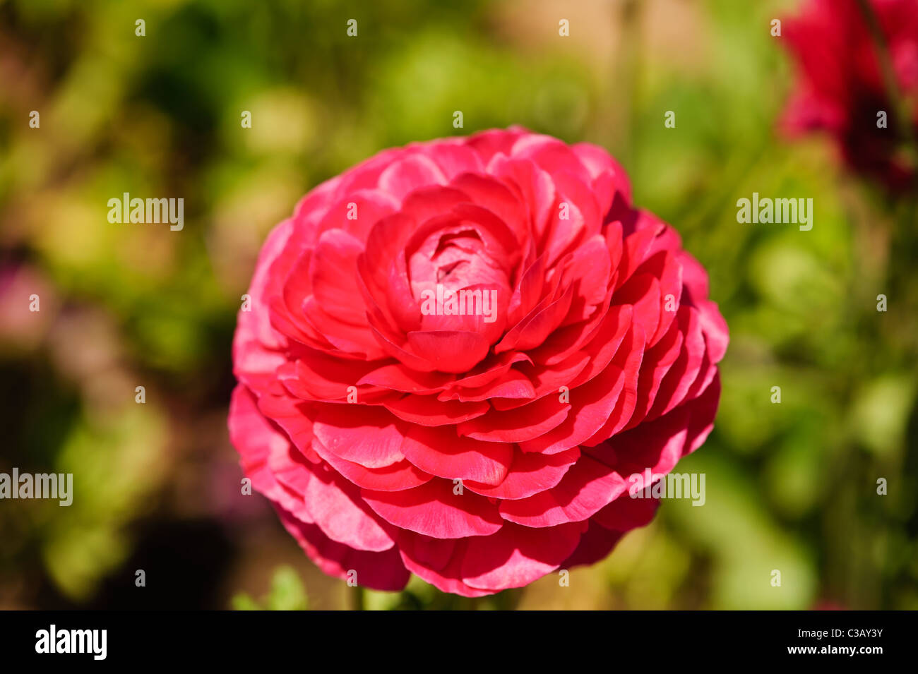 Carlsbad Flower Fields Stock Photo - Alamy