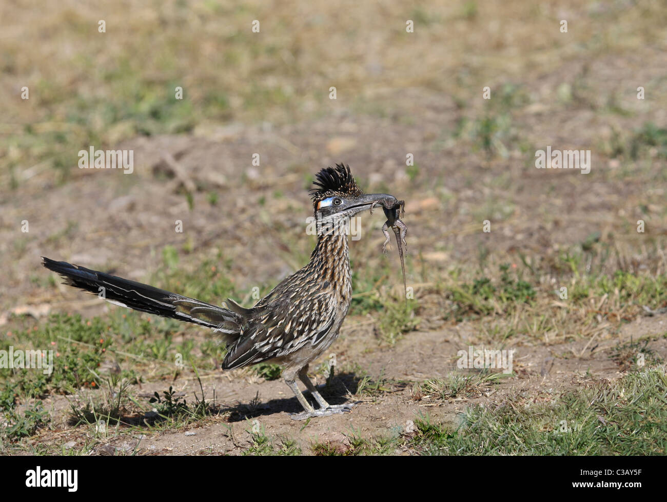 Roadrunner lizard hi-res stock photography and images - Alamy