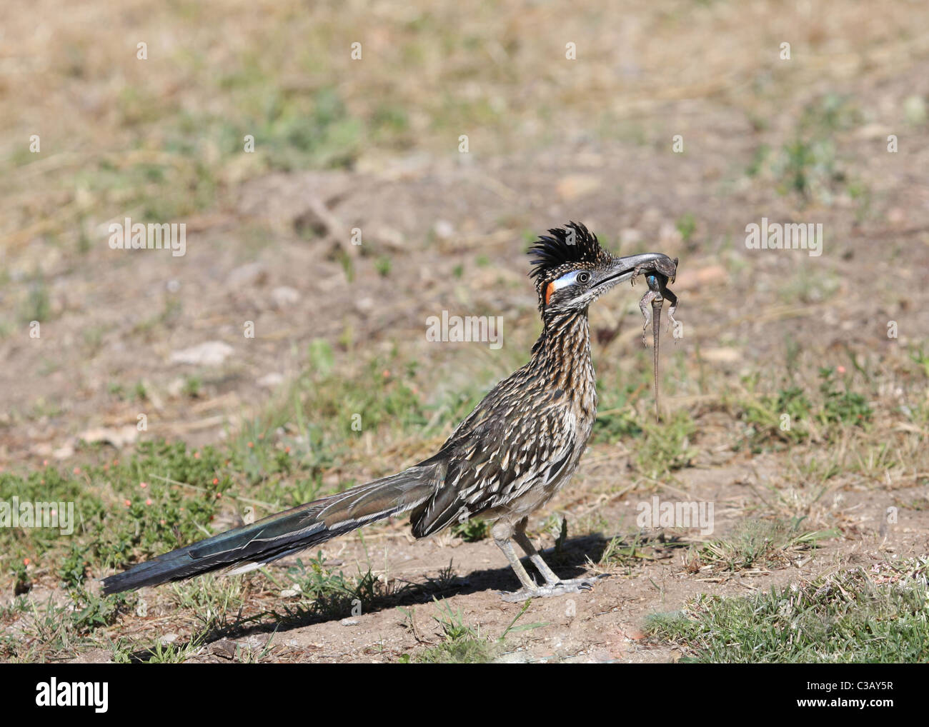 Greater Roadrunner with its prey, a Western Fence Lizard in its beak ...
