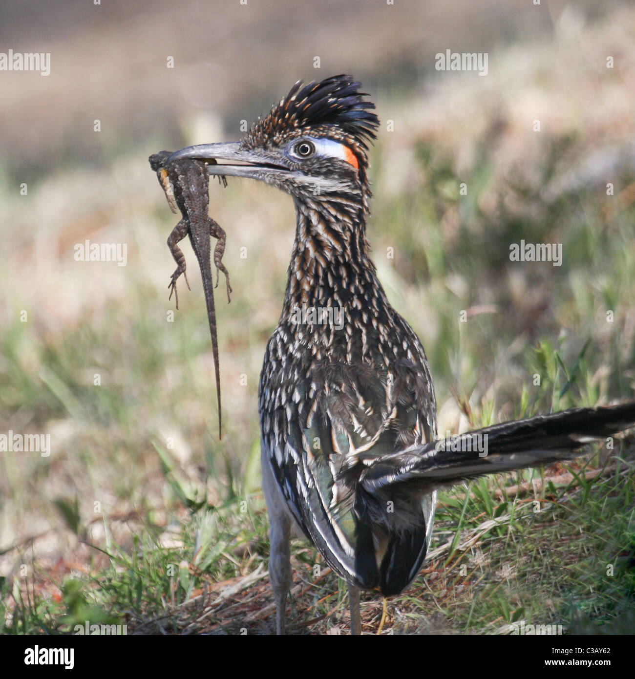 Roadrunner lizard hi-res stock photography and images - Alamy