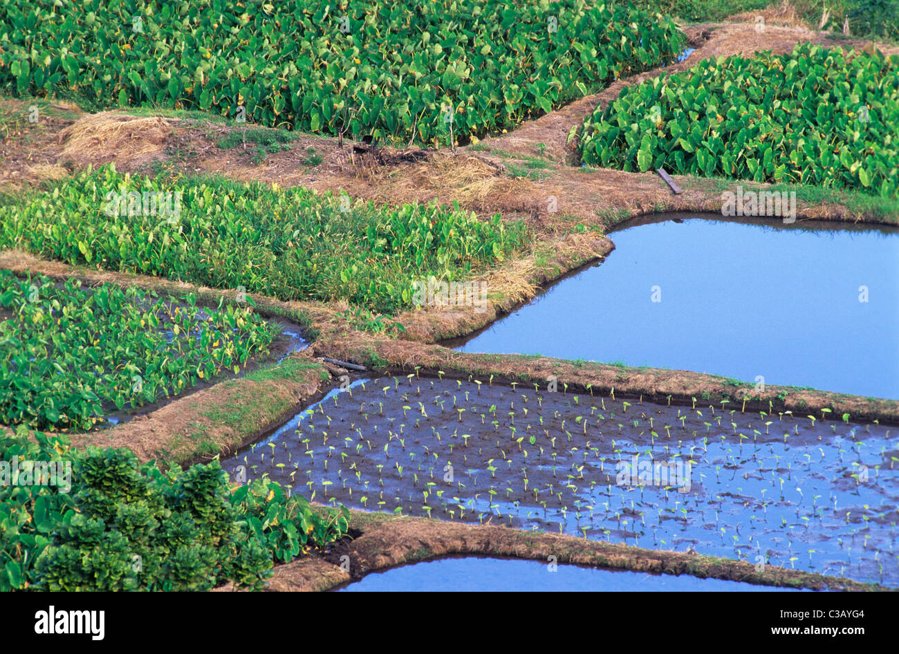 Taro Patch High Resolution Stock Photography and Images - Alamy