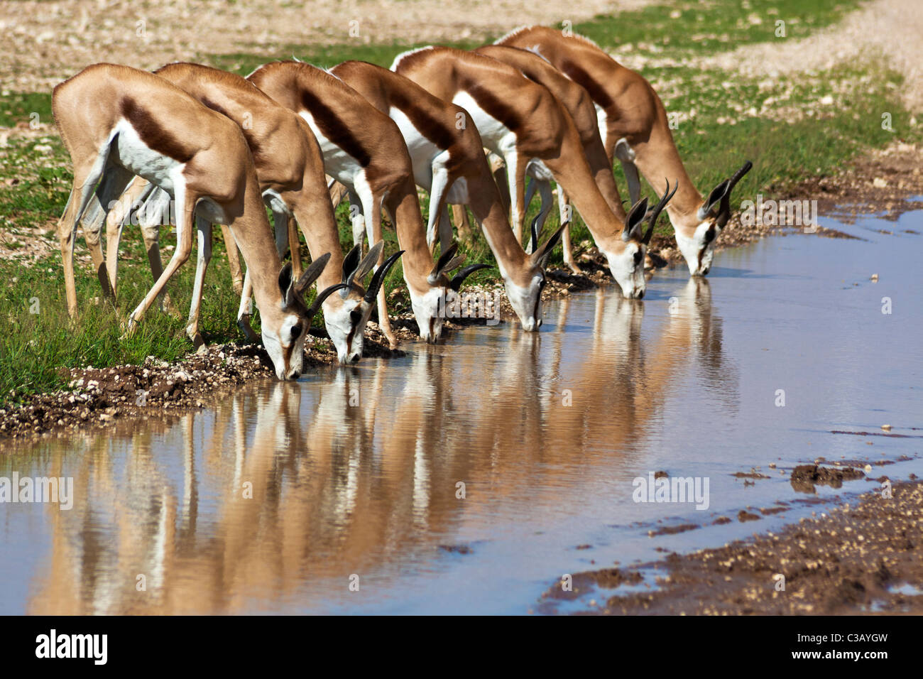 Springbok ears hi-res stock photography and images - Alamy