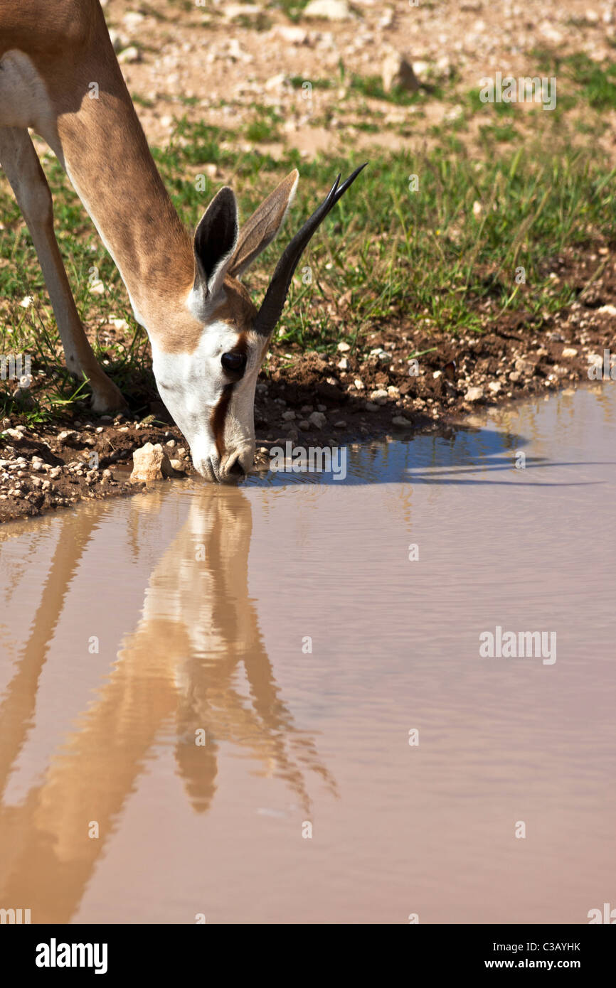 A female Springbok, Antidorcas marsupialis, from the Kalahari region of ...