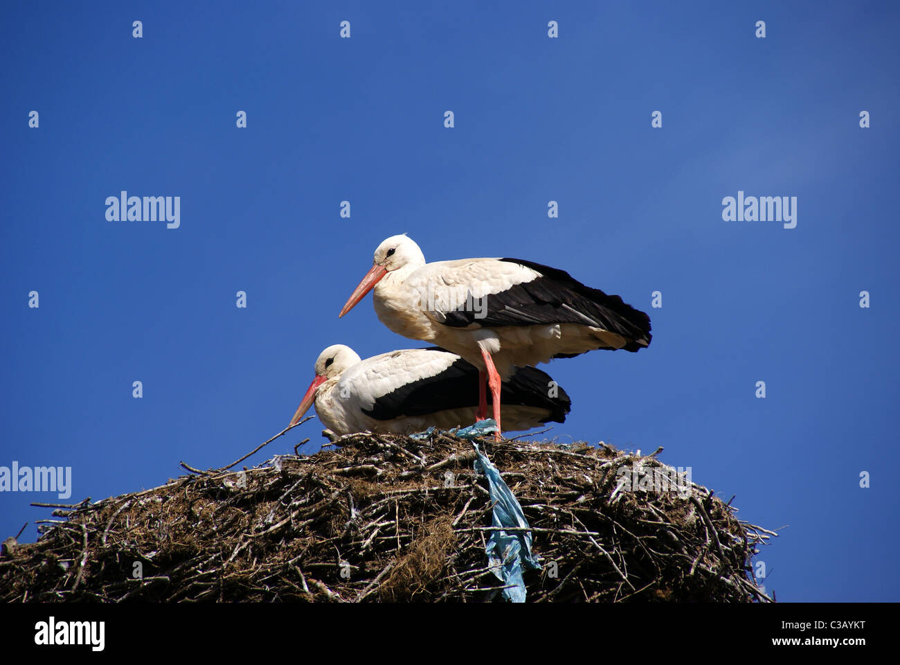 Wing wild hi-res stock photography and images - Alamy