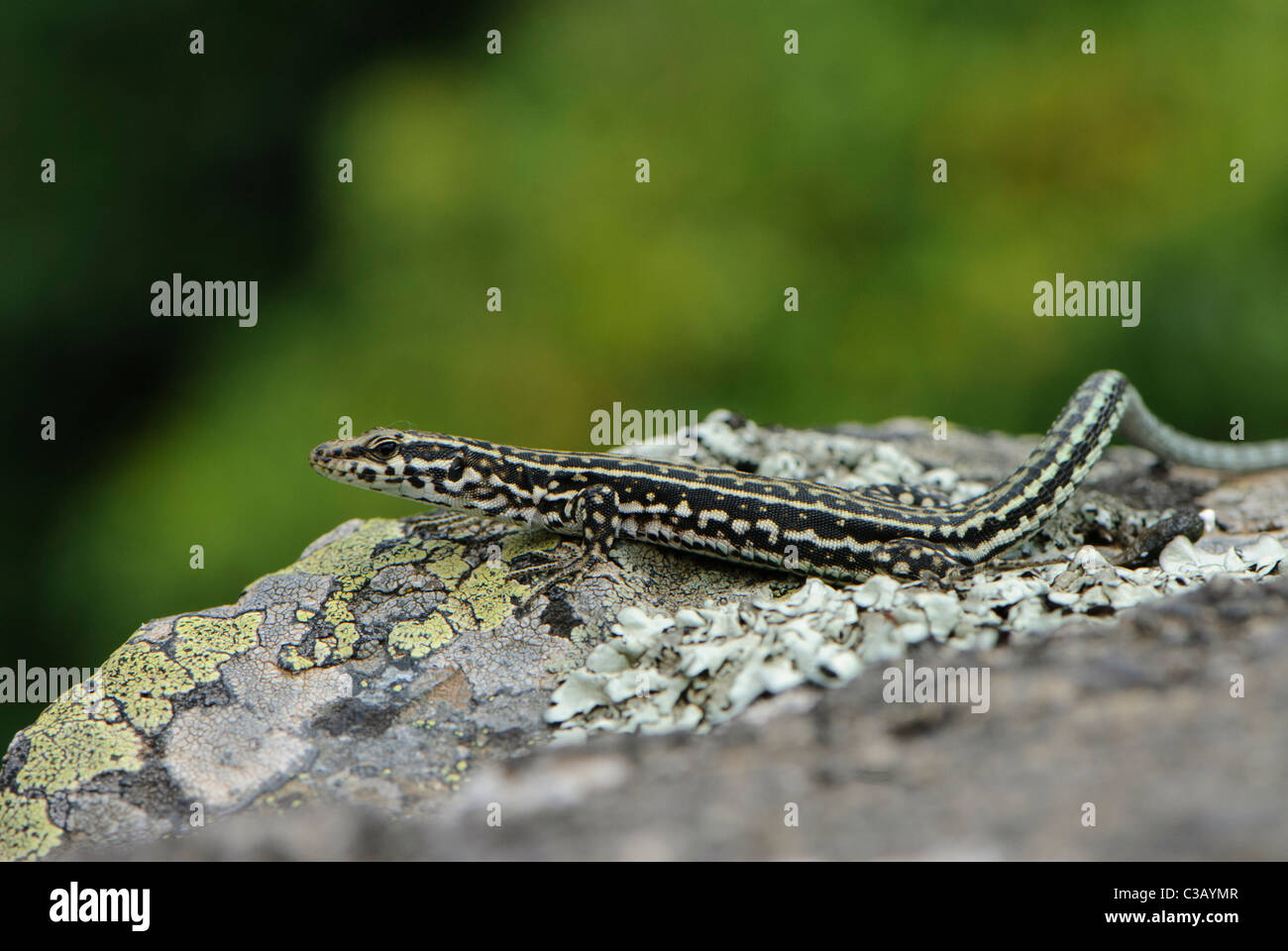 Tyrrhenian Wall Lizard, Corsica, France Stock Photo - Alamy