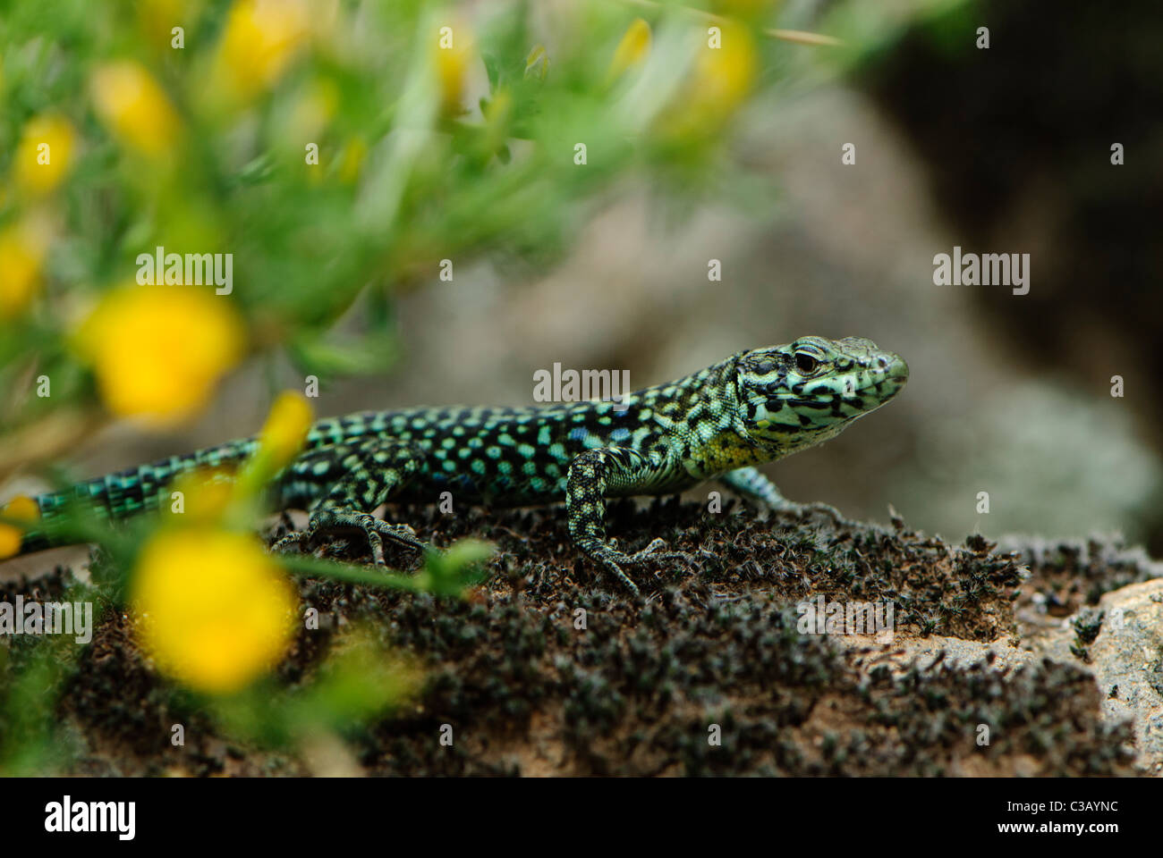 Tyrrhenian wall lizard corsica france hi-res stock photography and ...