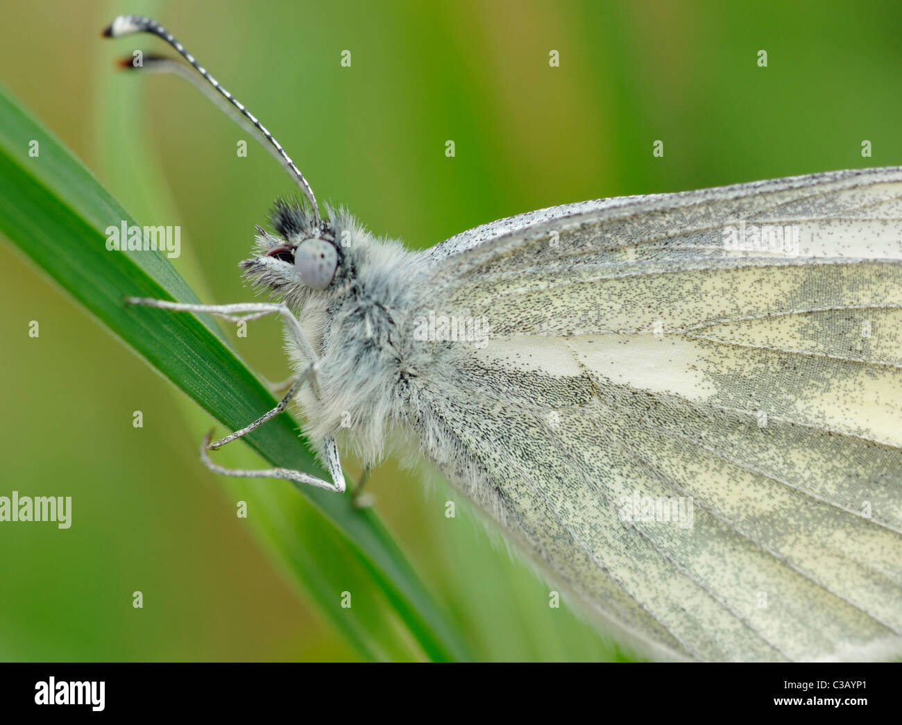 Irish Wood White - Leptidea sinapis juvernica Underside Stock Photo - Alamy