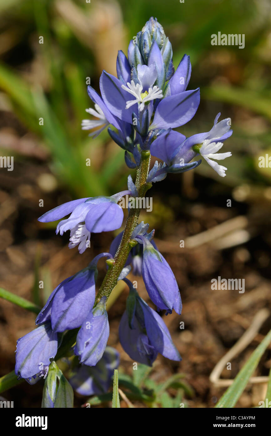 Common Milkwort - Polygala vulgaris, Blue form Stock Photo - Alamy