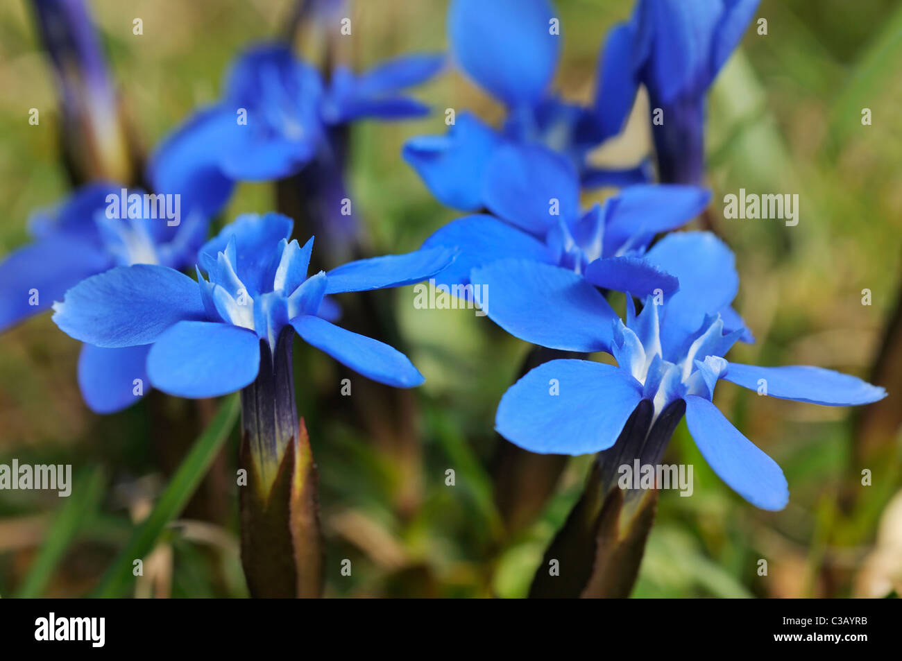 Spring Gentian - Gentiana verna Stock Photo - Alamy