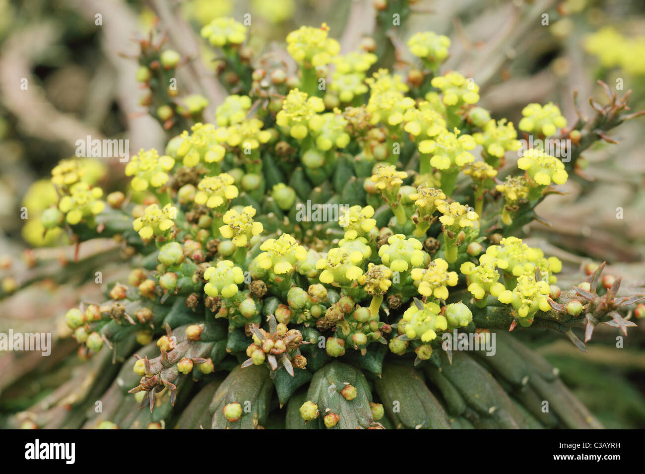 Euphorbia caput medusae blossom medusa s head Stock Photo - Alamy