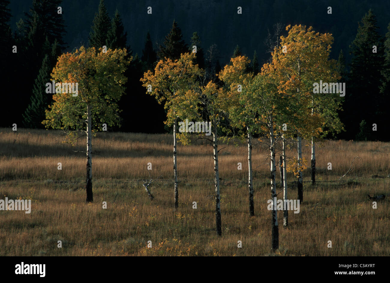 Aspen trees lamar valley yellowstone hi-res stock photography and ...