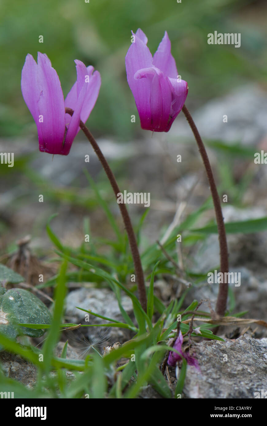 Spring sowbread flowers in spring in the Corsican mountains, Corsica ...