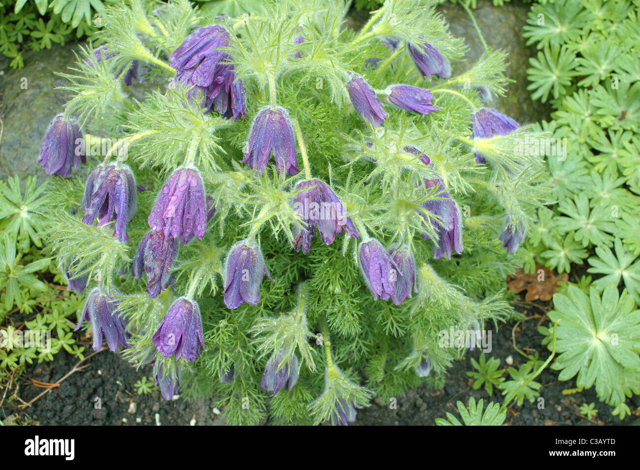 Pasque flowers covered with rain drops Pulsatilla vulgaris Stock Photo ...