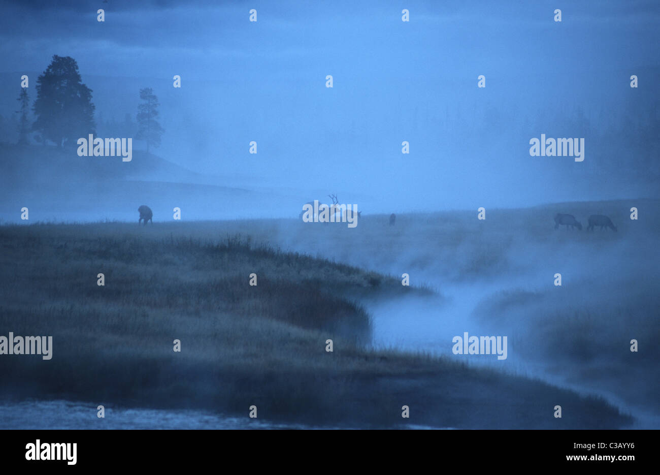 Bull elk cows during rut hi-res stock photography and images - Alamy