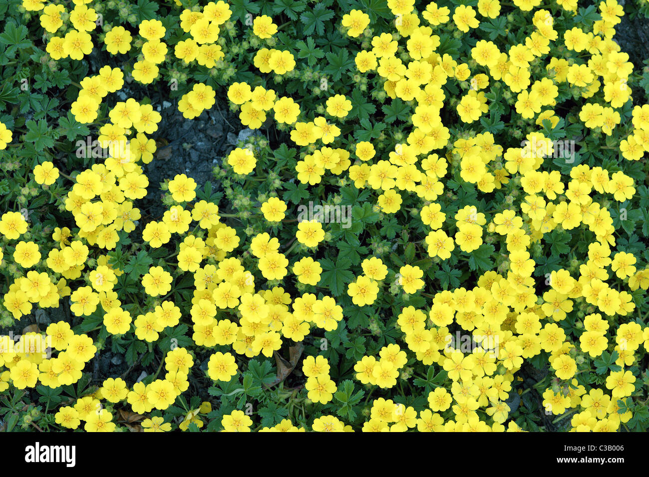 Spring cinquefoil yellow spring flowers Potentilla neumanniana Stock ...