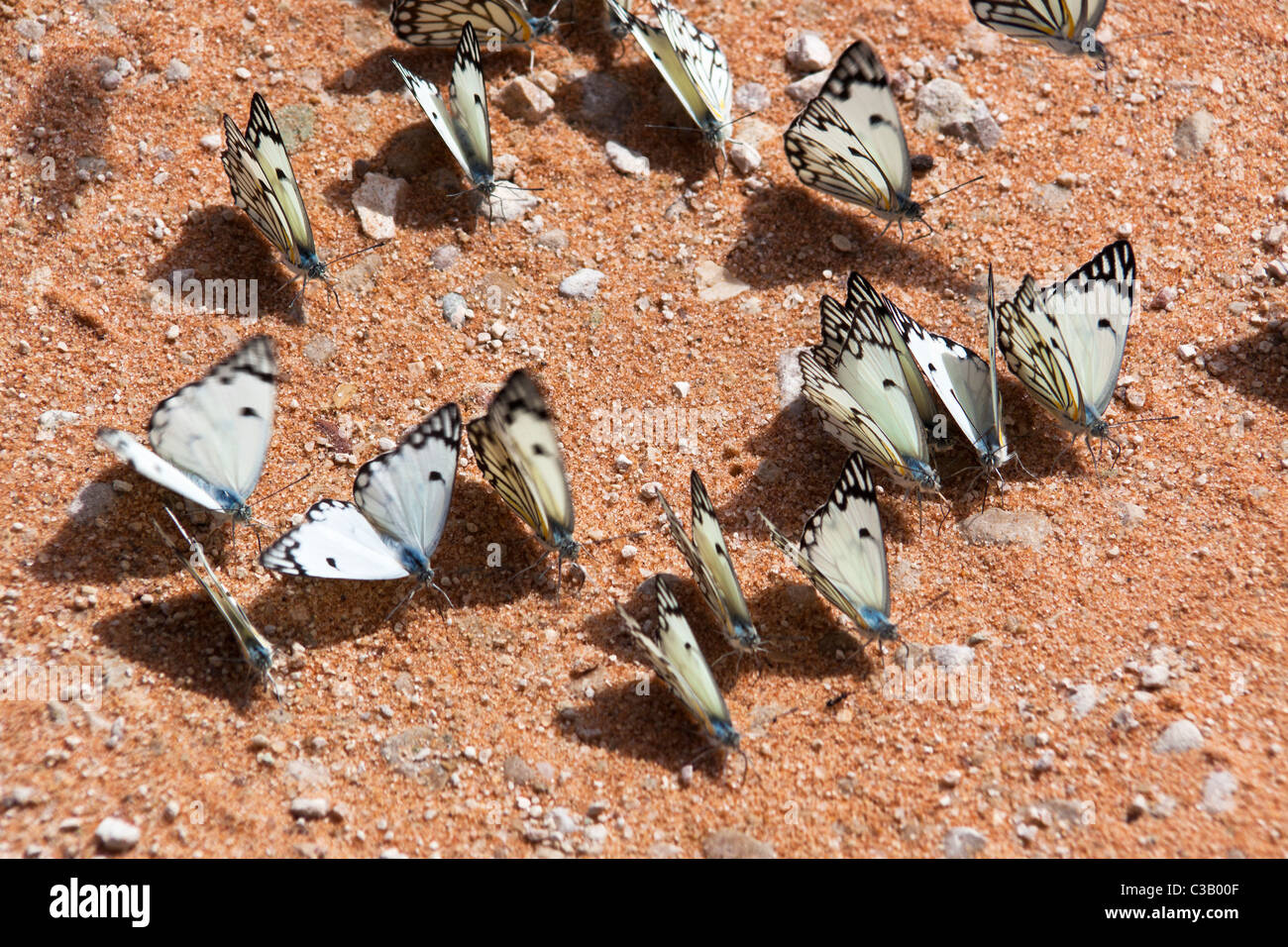 Butterfly Eating Fish