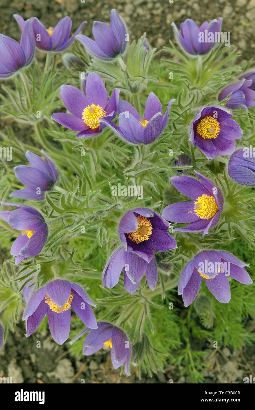 Pasque flowers spring blue purple flowers blooming Pulsatilla vulgaris ...