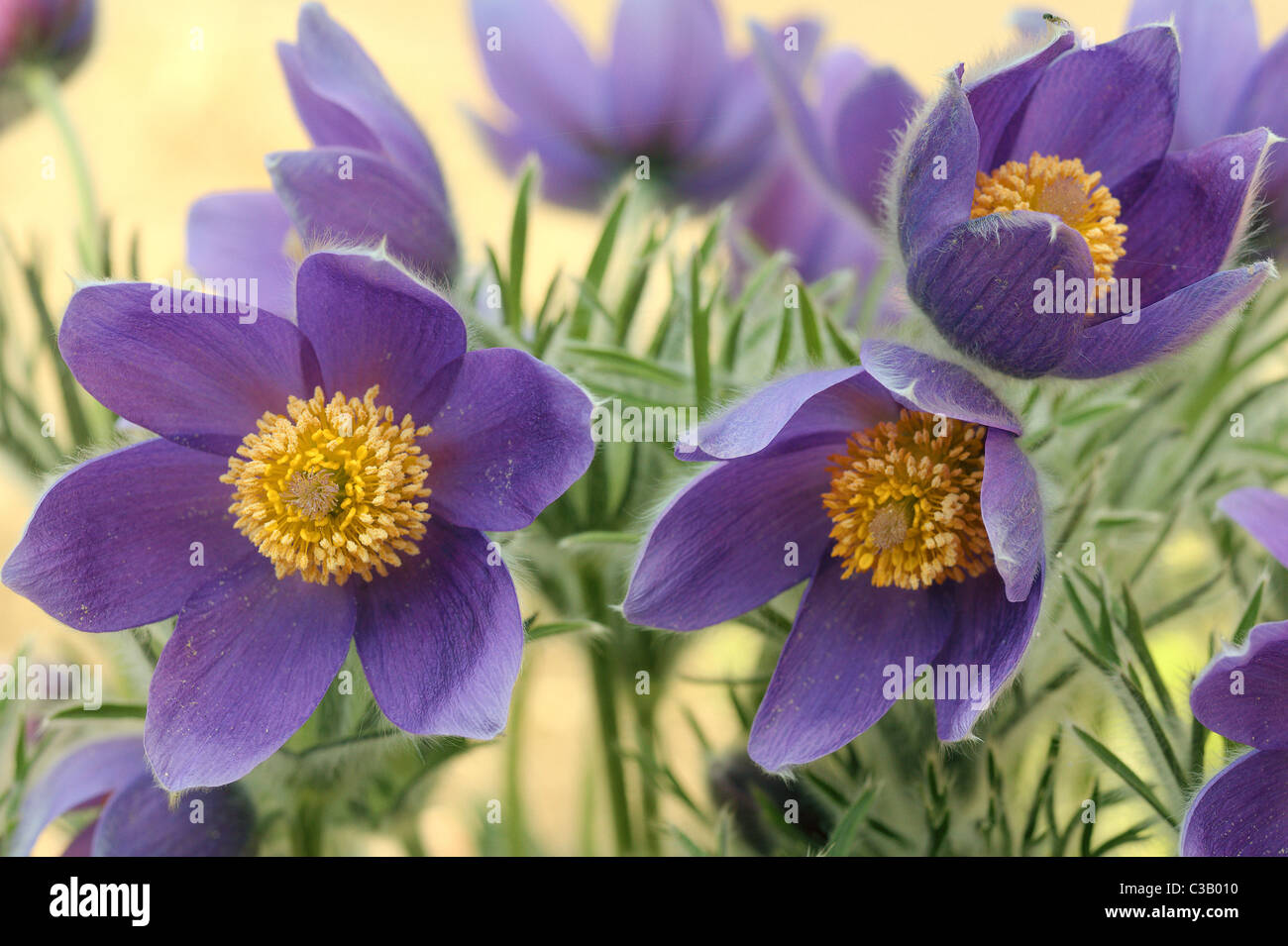 Pasque flowers spring blue purple flowers blooming Pulsatilla vulgaris ...