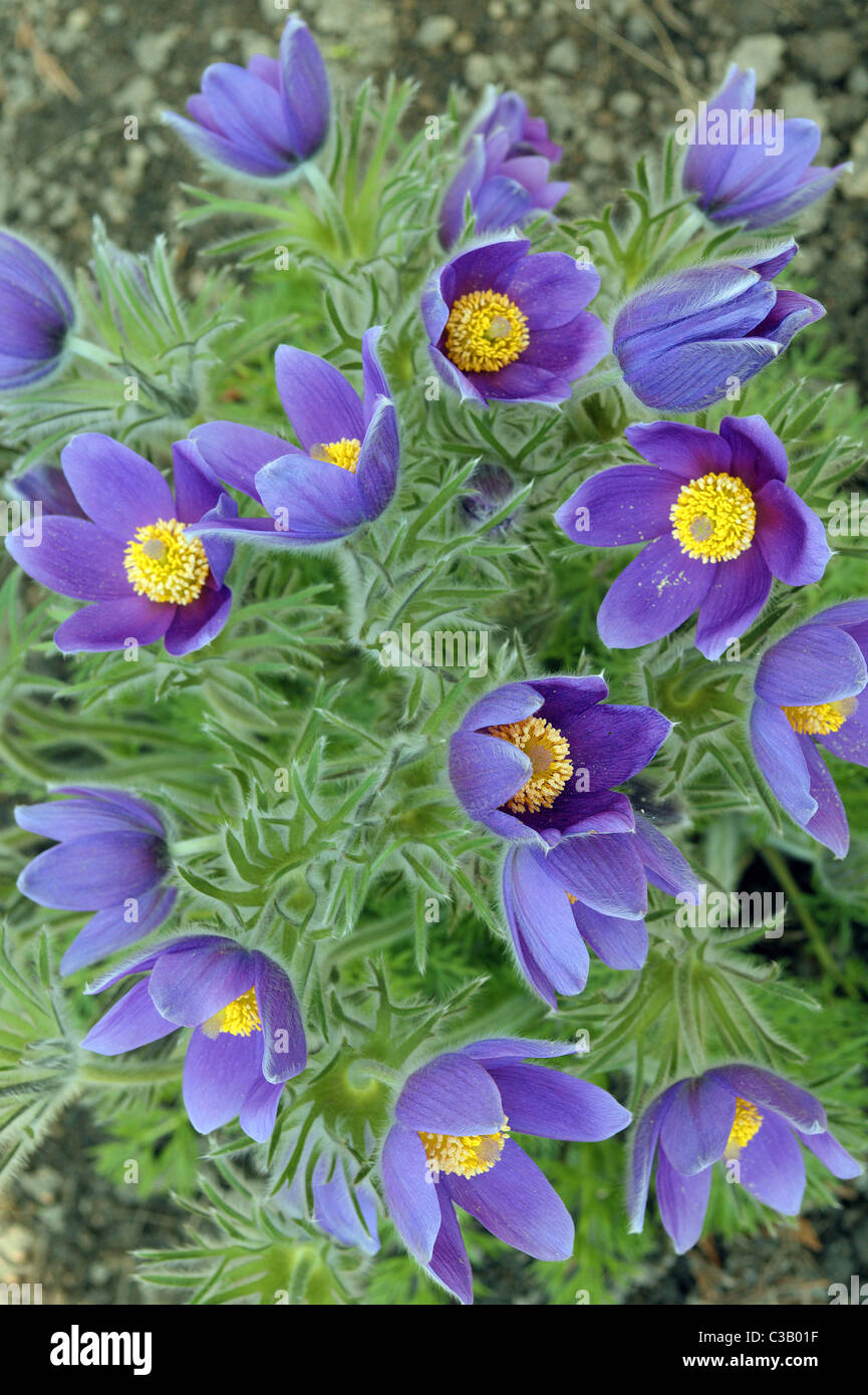 Pasque flowers spring blue purple flowers blooming Pulsatilla vulgaris ...