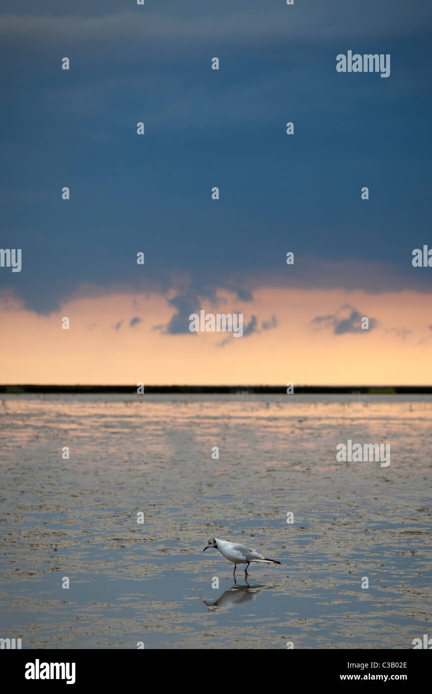 Bird in the wadden sea, Germany Stock Photo - Alamy