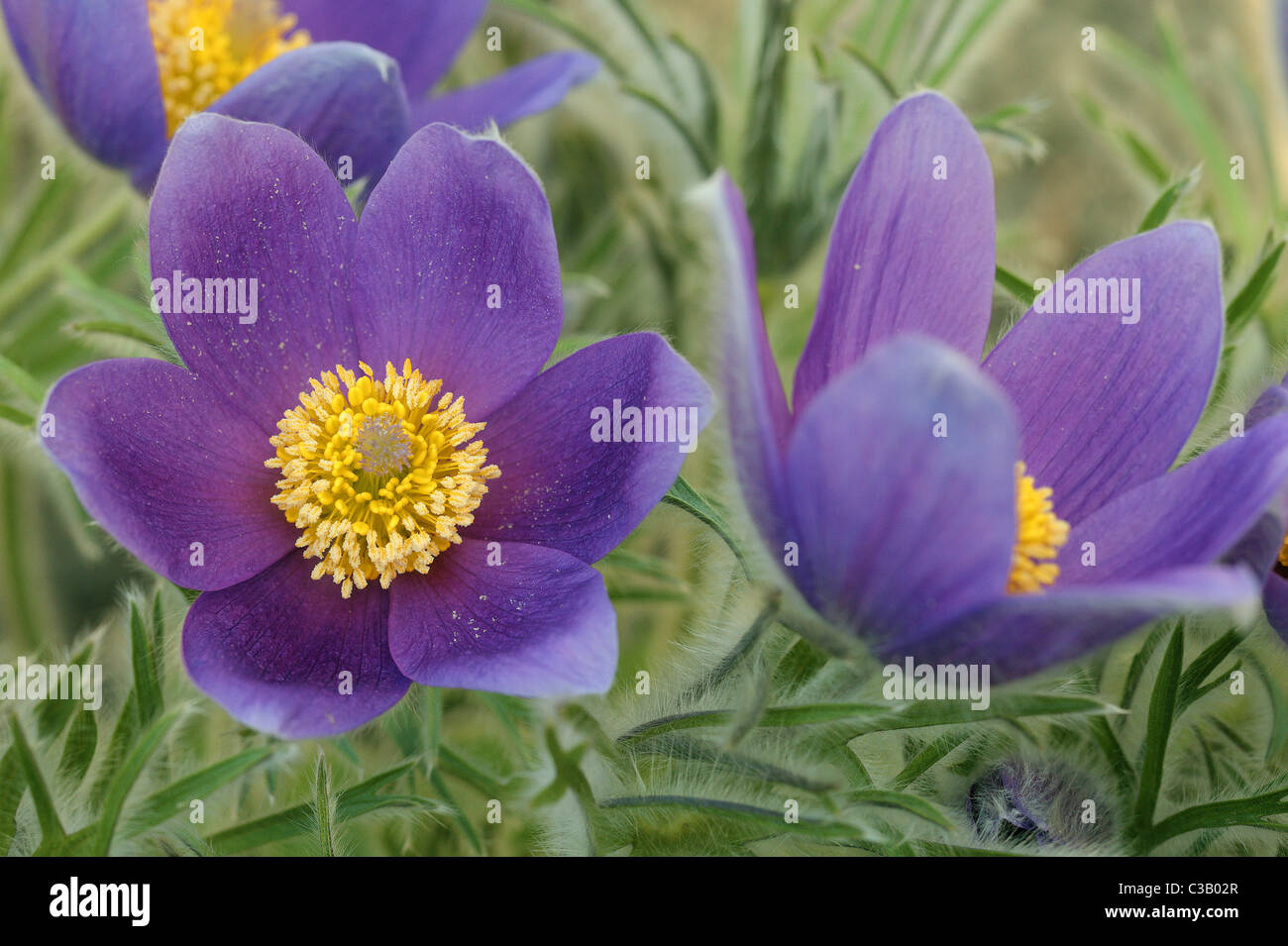 Pasque flowers spring blue purple flowers blooming Pulsatilla vulgaris ...