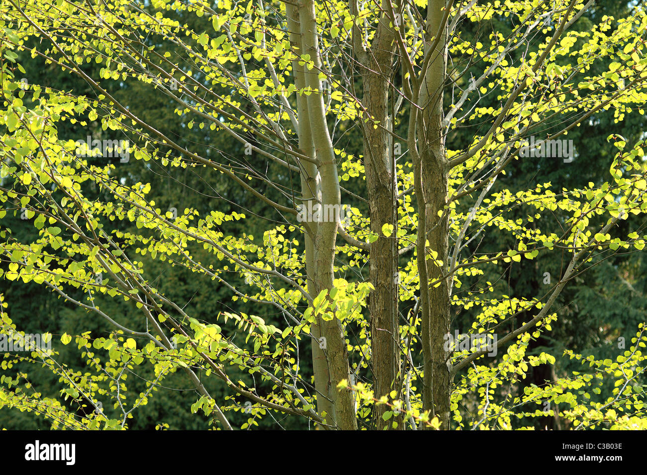 Fresh green sunlit spring leaves Stock Photo - Alamy