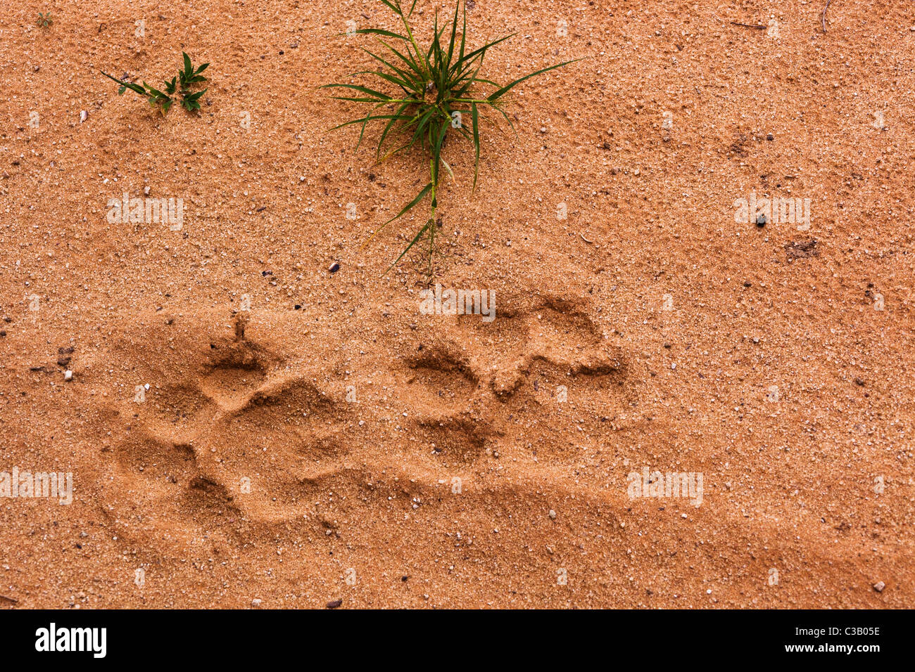 Kalahari sands hi-res stock photography and images - Alamy