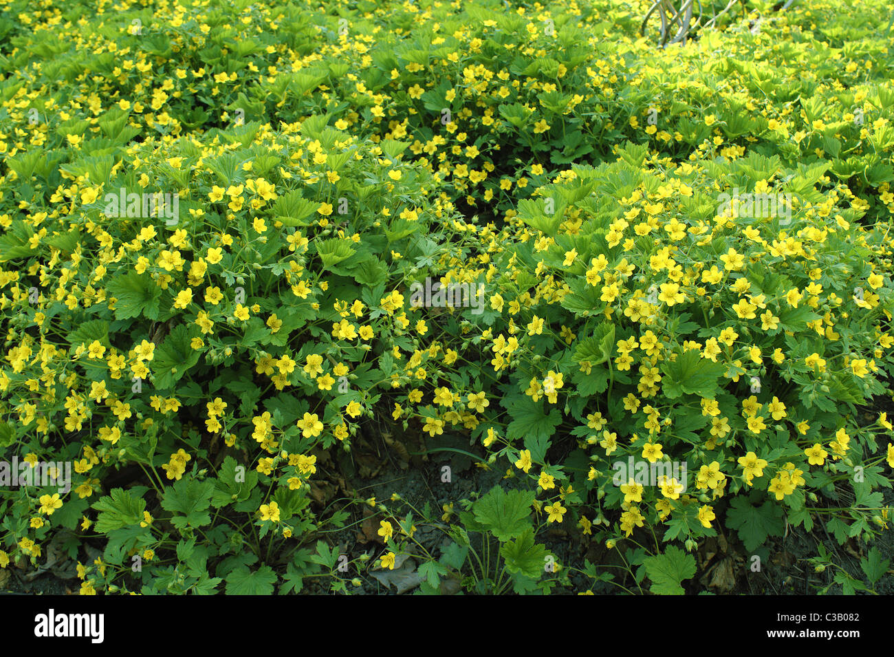 Waldsteinia geoides yellow spring flowers and green leaves Stock Photo ...