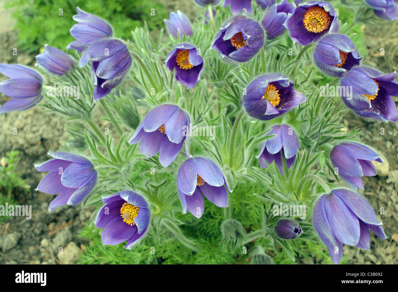 Pasque flowers spring blue purple flowers blooming Pulsatilla vulgaris ...