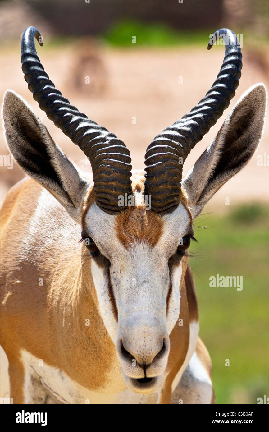 A male Springbok, Antidorcas marsupialis, from the Kalahari region of ...