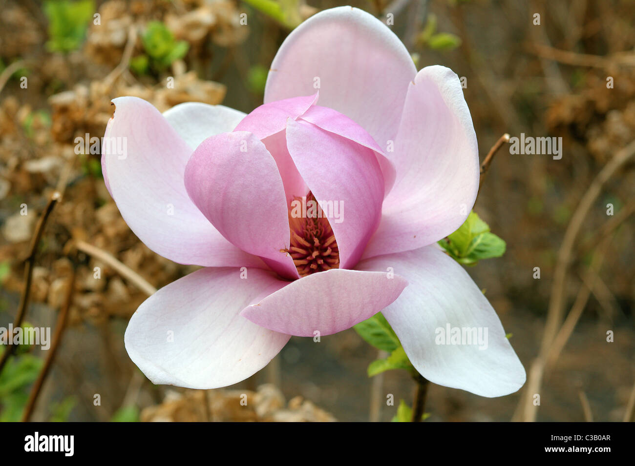 Magnolia grandiflora pink big spring flower close up Stock Photo - Alamy