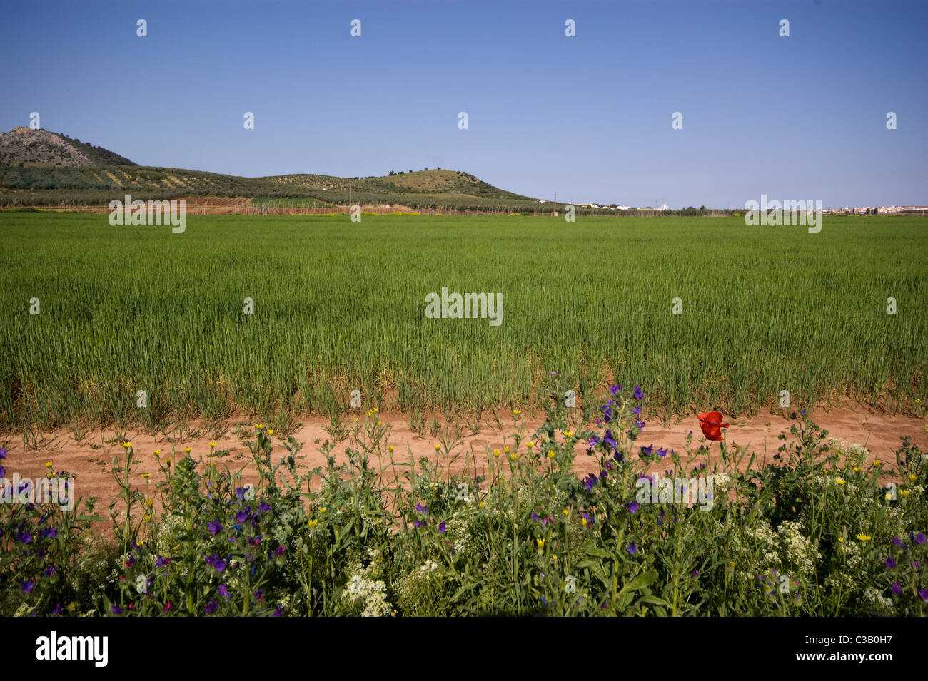 A FARMING FIELD FULL OF CROPS NEAR MOLLINA SPAIN WITH WILD FLOWERS IN ...