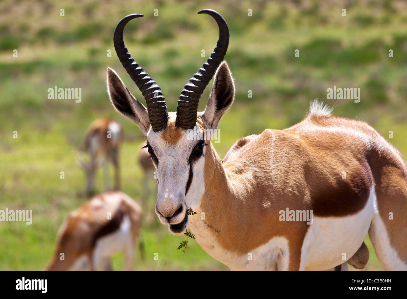 A male Springbok, Antidorcas marsupialis, from the Kalahari region of ...