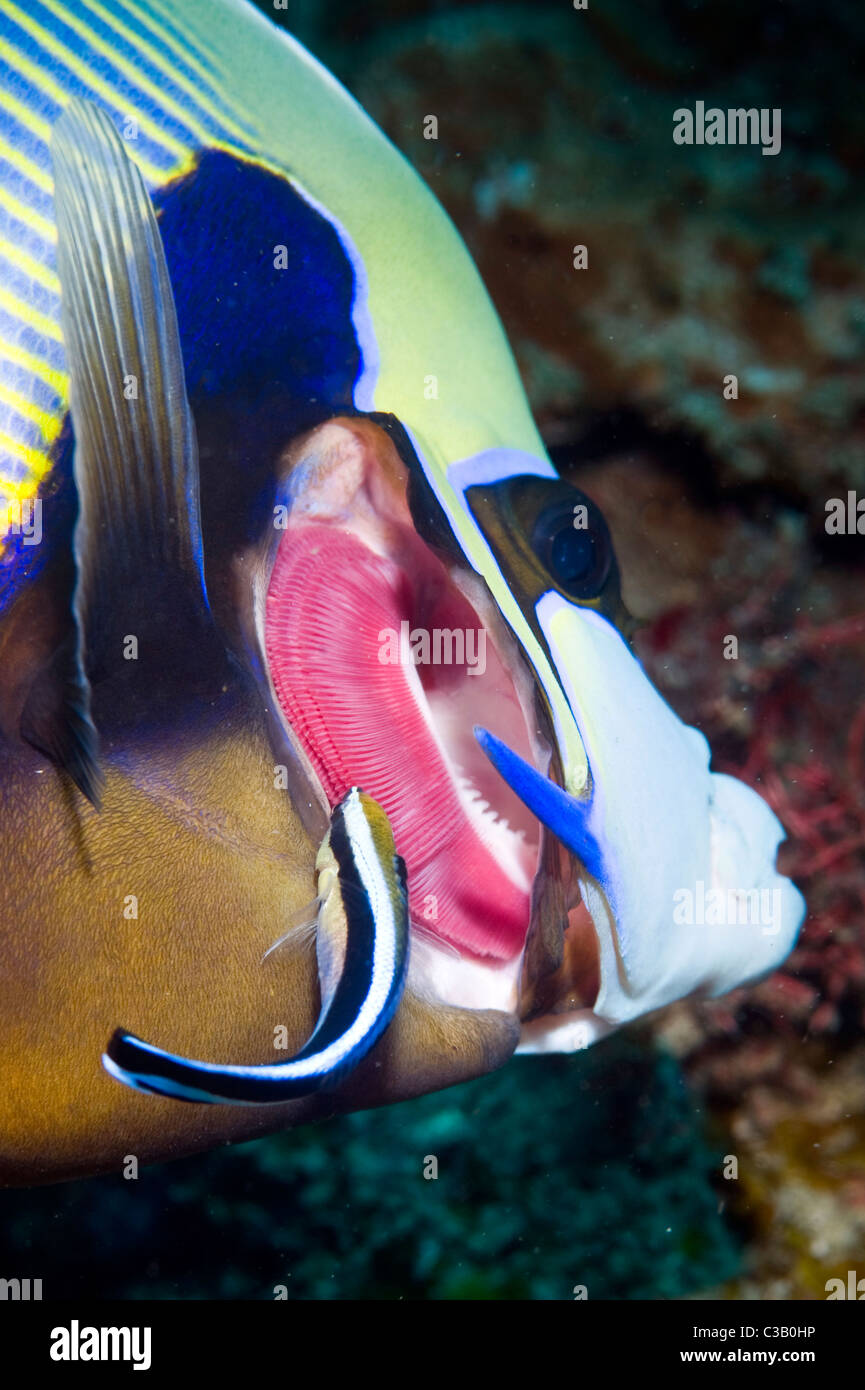 Angel fish hi-res stock photography and images - Alamy