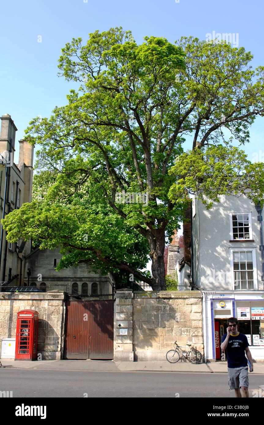 Sycamore tree in High Street, Oxford, UK Stock Photo - Alamy