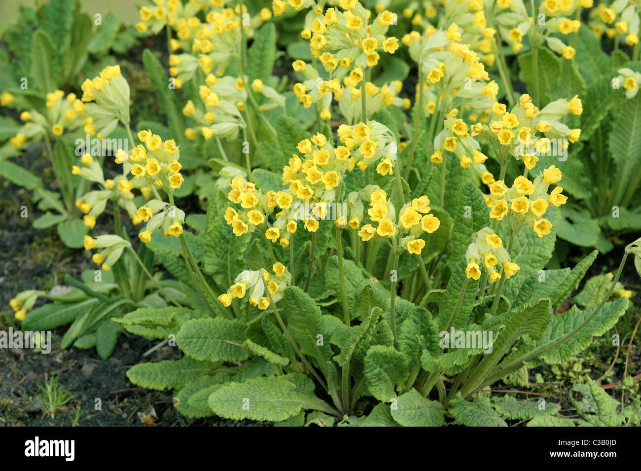 Primroses hi-res stock photography and images - Alamy